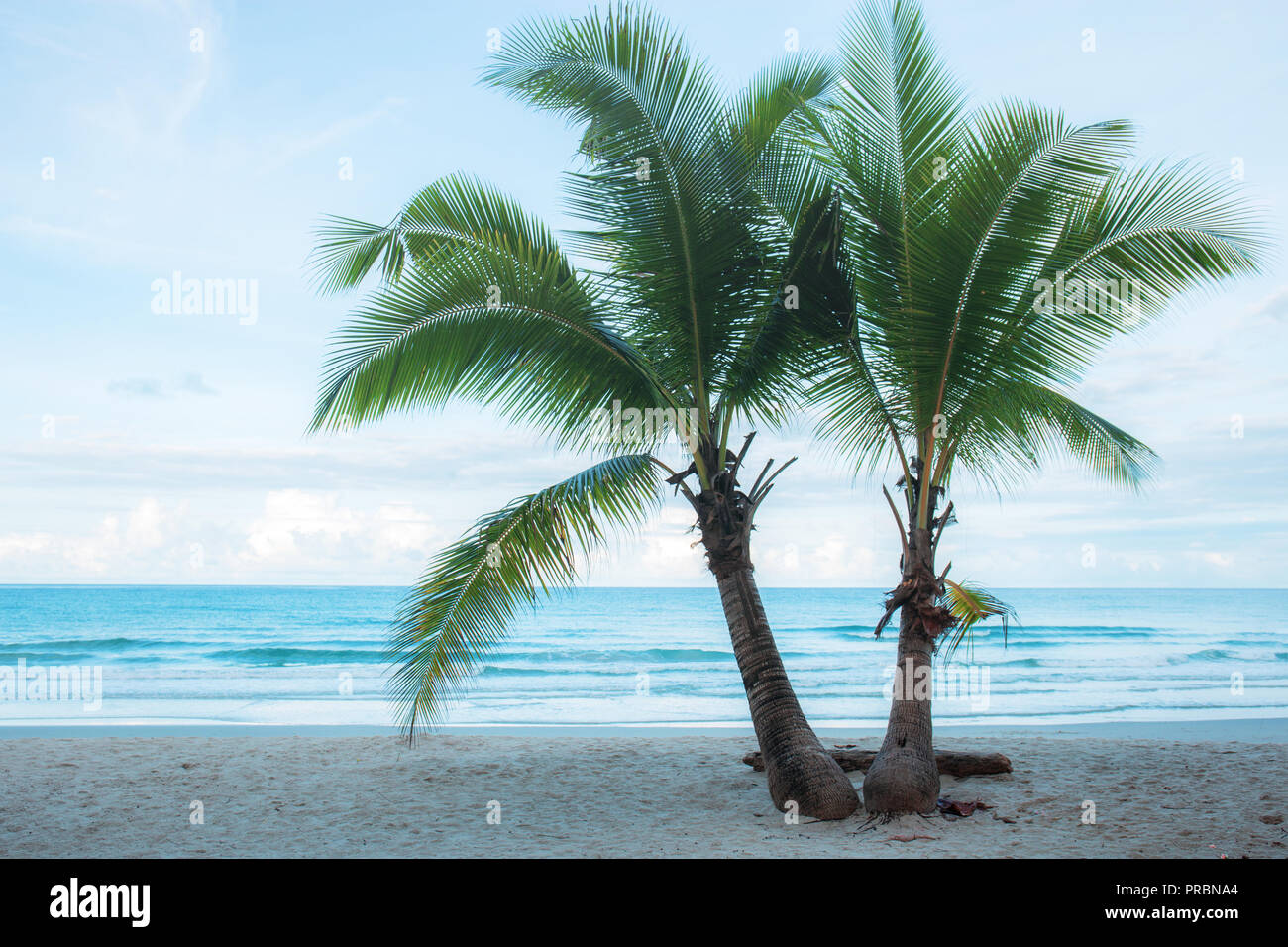 Twin coconut tree on beach at the sea Stock Photo - Alamy