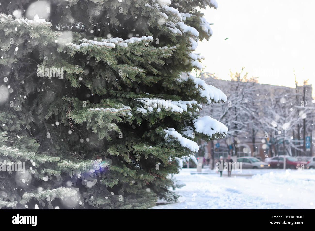 winter fir tree snow Stock Photo - Alamy