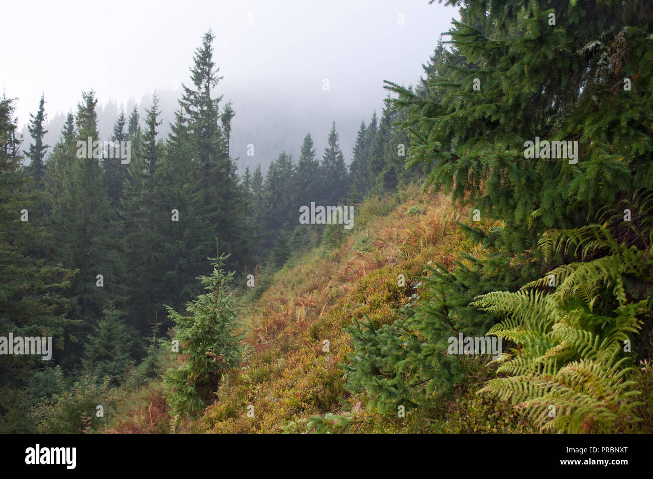 Slope covered with bilberry bushes, fern and pine trees Stock Photo - Alamy