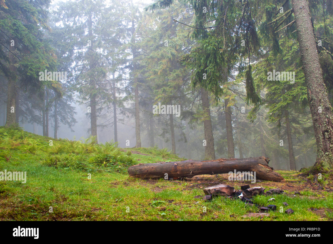 Slope in a foggy forest hi-res stock photography and images - Alamy
