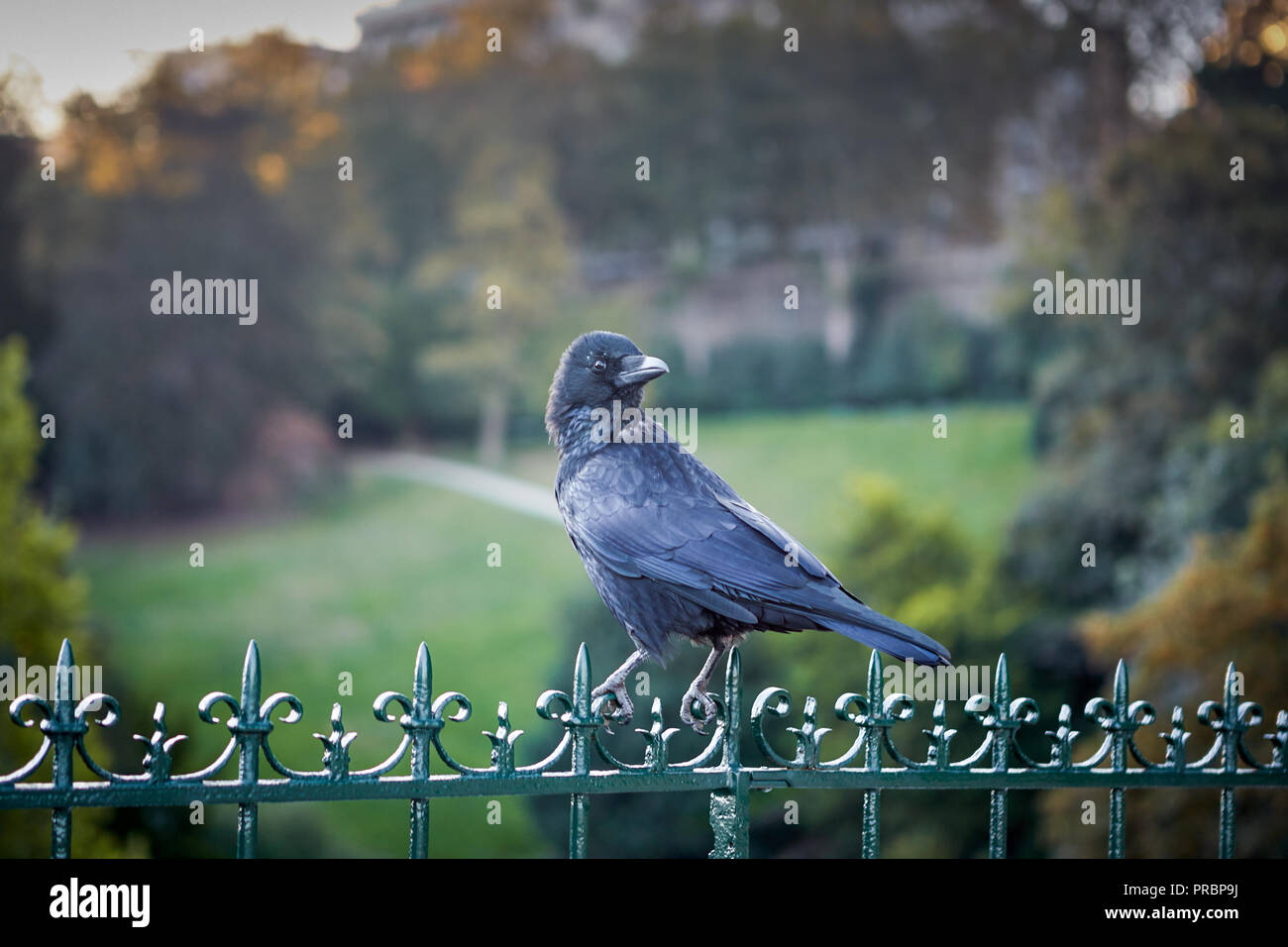 Raven fence hi-res stock photography and images - Alamy