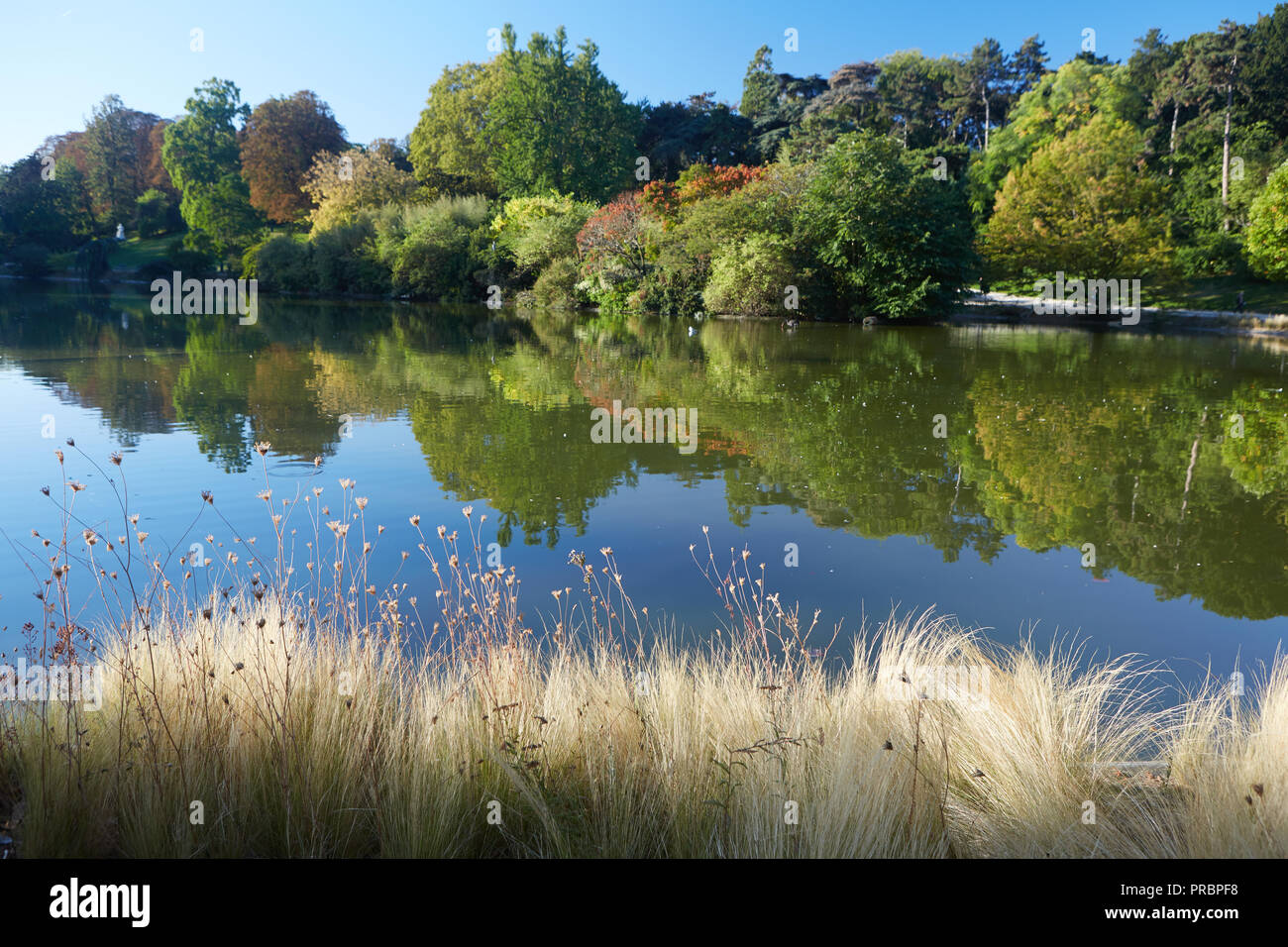 water reflection park green nature Stock Photo - Alamy