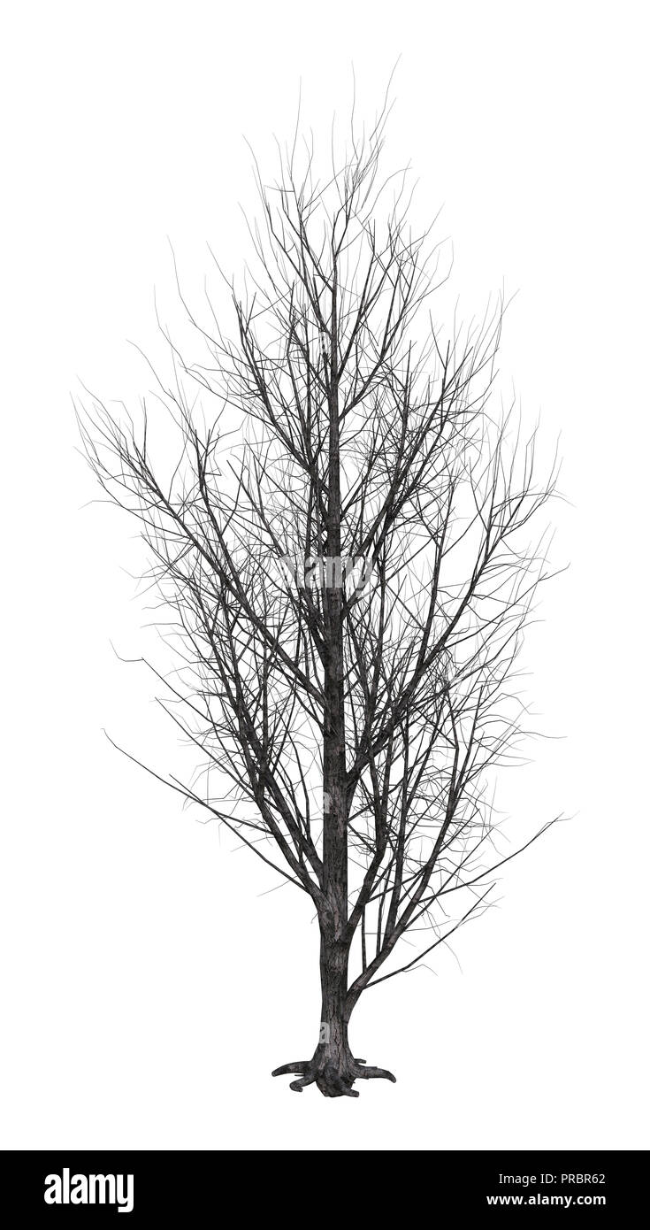 3D rendering of a leafless poplar tree isolated on white background ...
