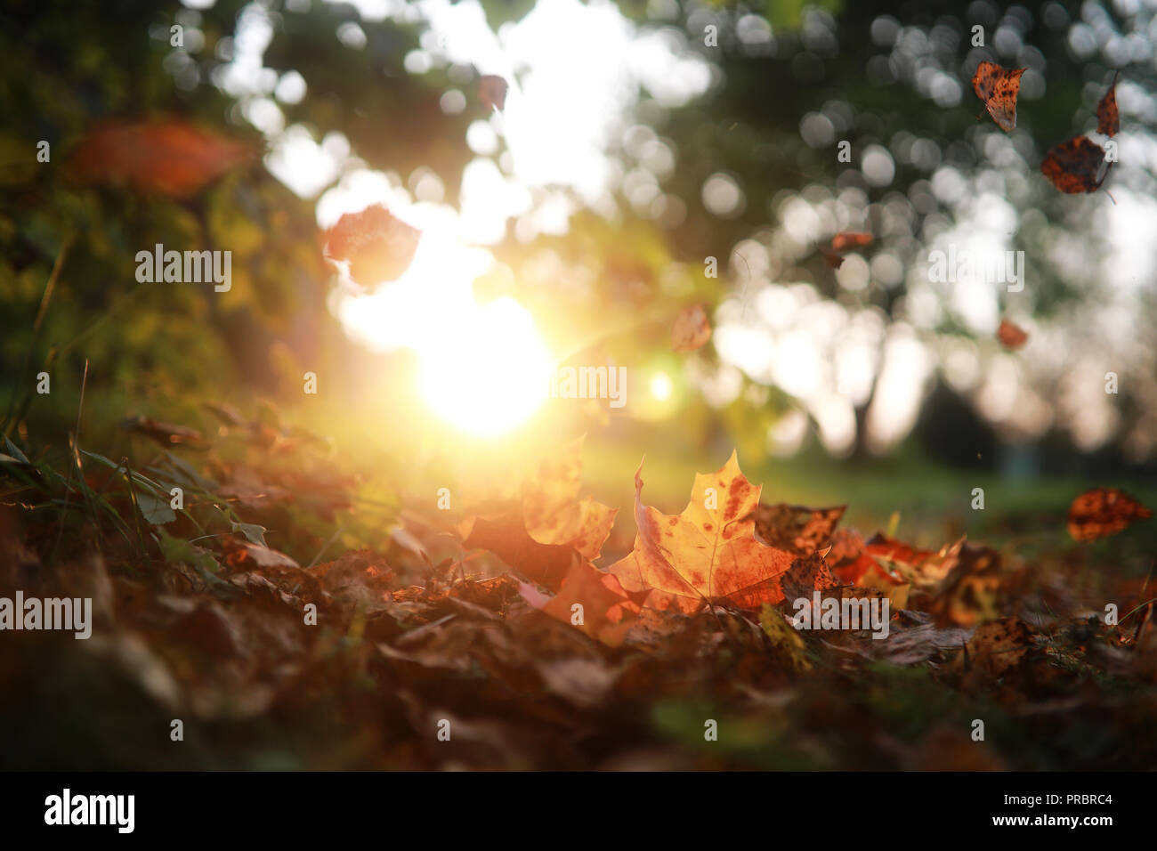 End of summer warm season in the park Stock Photo - Alamy