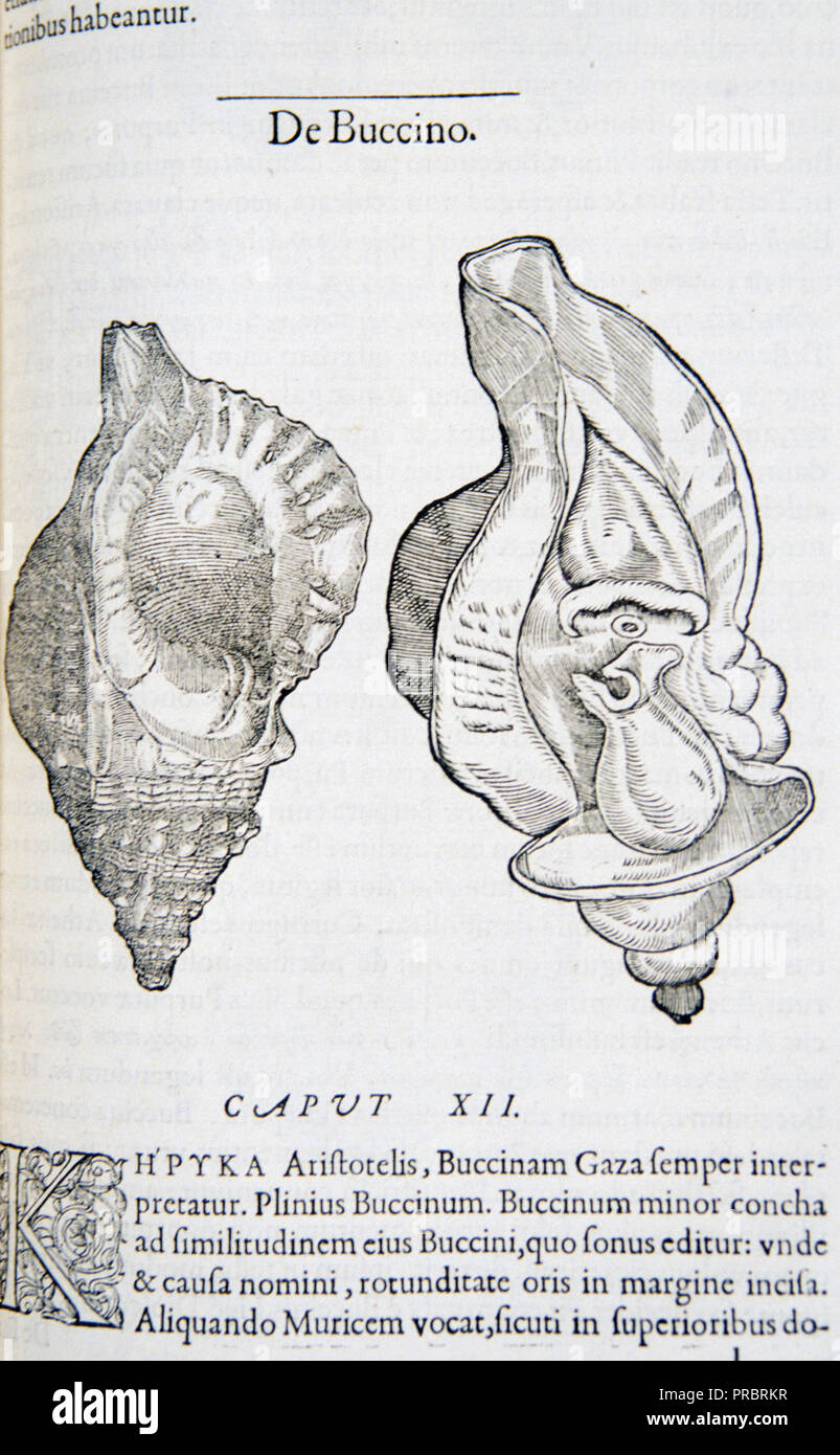 1500s illustration hi-res stock photography and images - Alamy