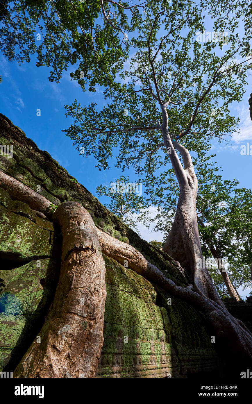 Large tree roots covering Ta Prohm ruins in Angkor Wat. The Angkor Wat ...