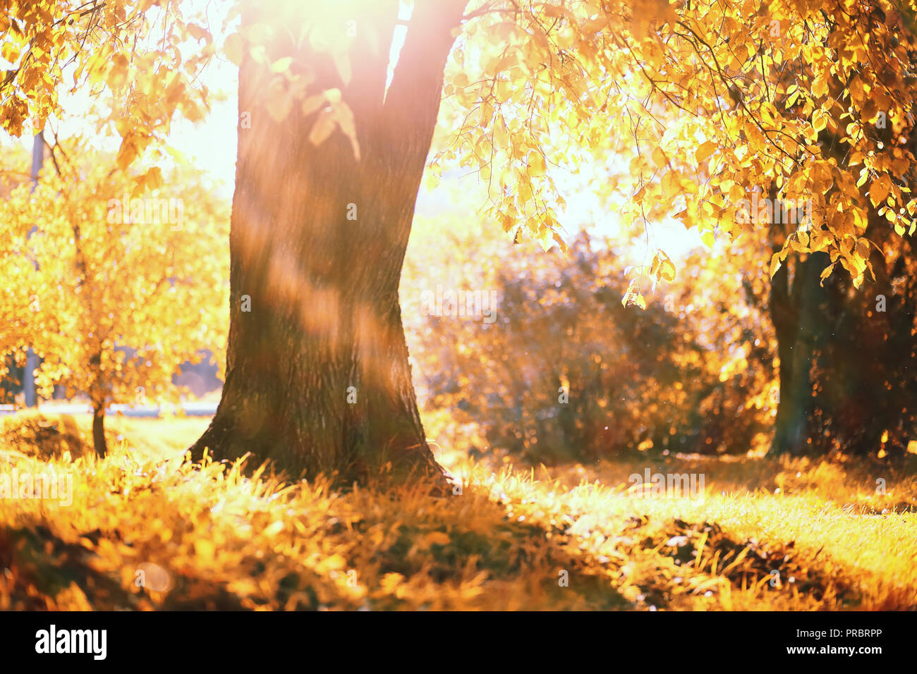 End of summer warm season in the park Stock Photo - Alamy