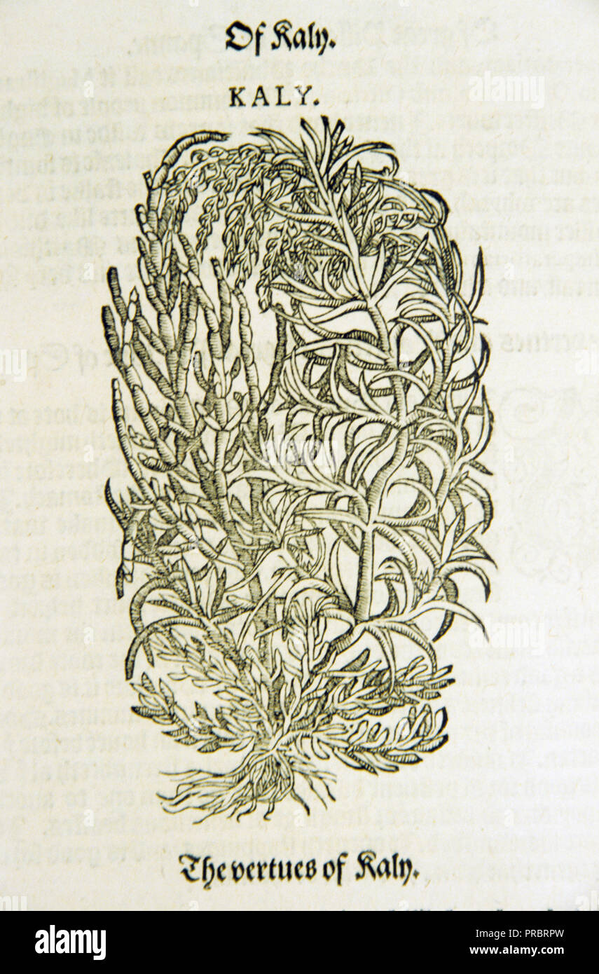 Woodcut illustration of kaly, or saltwort Stock Photo - Alamy