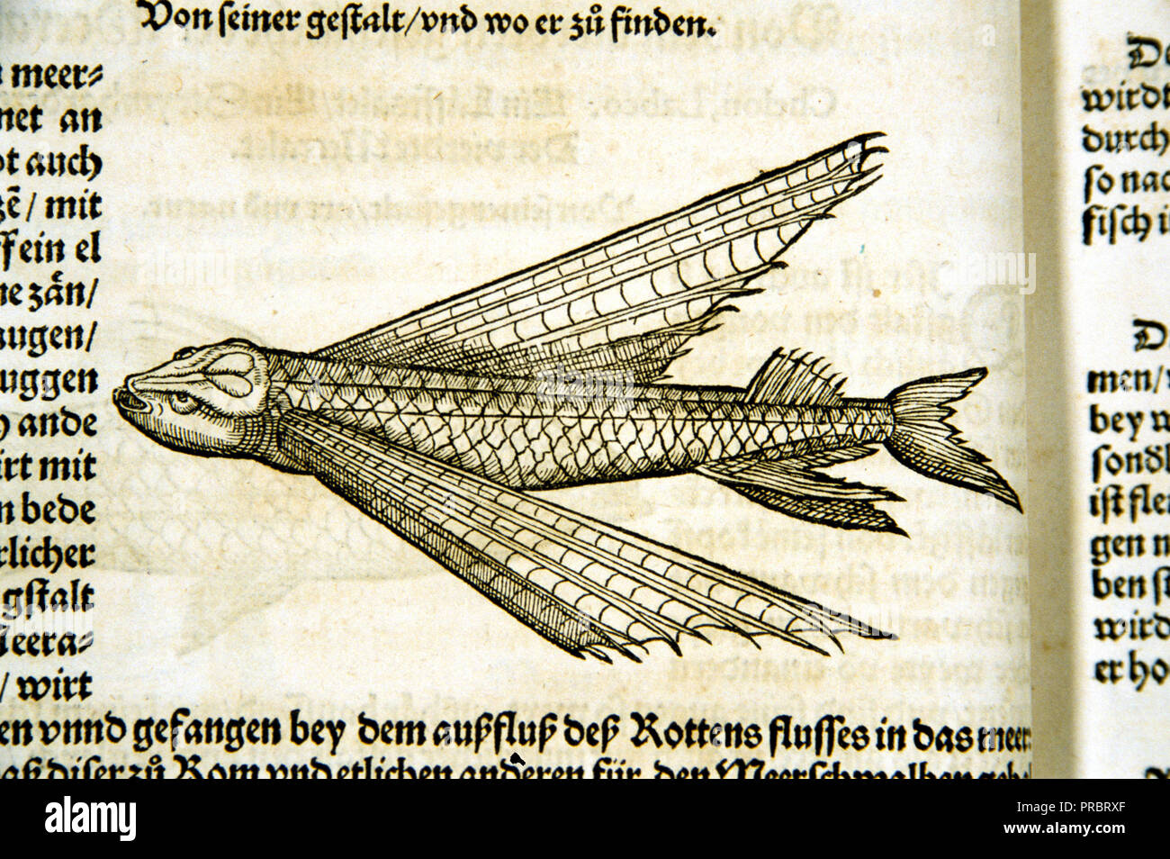 Woodcut illustration of a winged mullet Stock Photo - Alamy