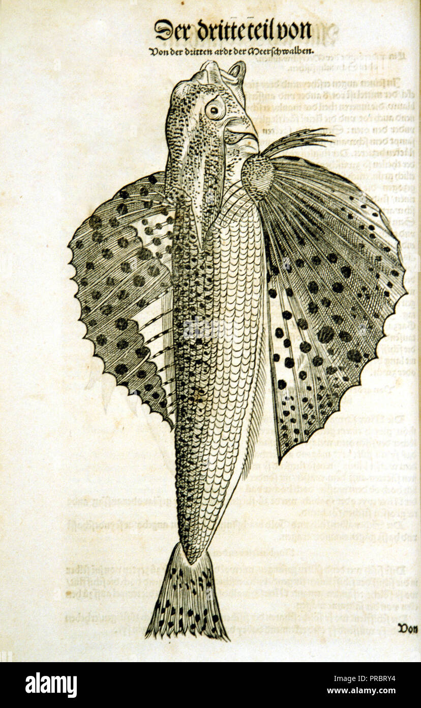 Woodcut illustration of a variety of flying fish Stock Photo - Alamy