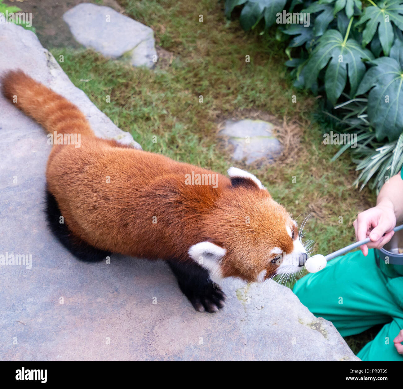 Cute red panda live in hong kong zoo. In the wild habitat of red pandas ...