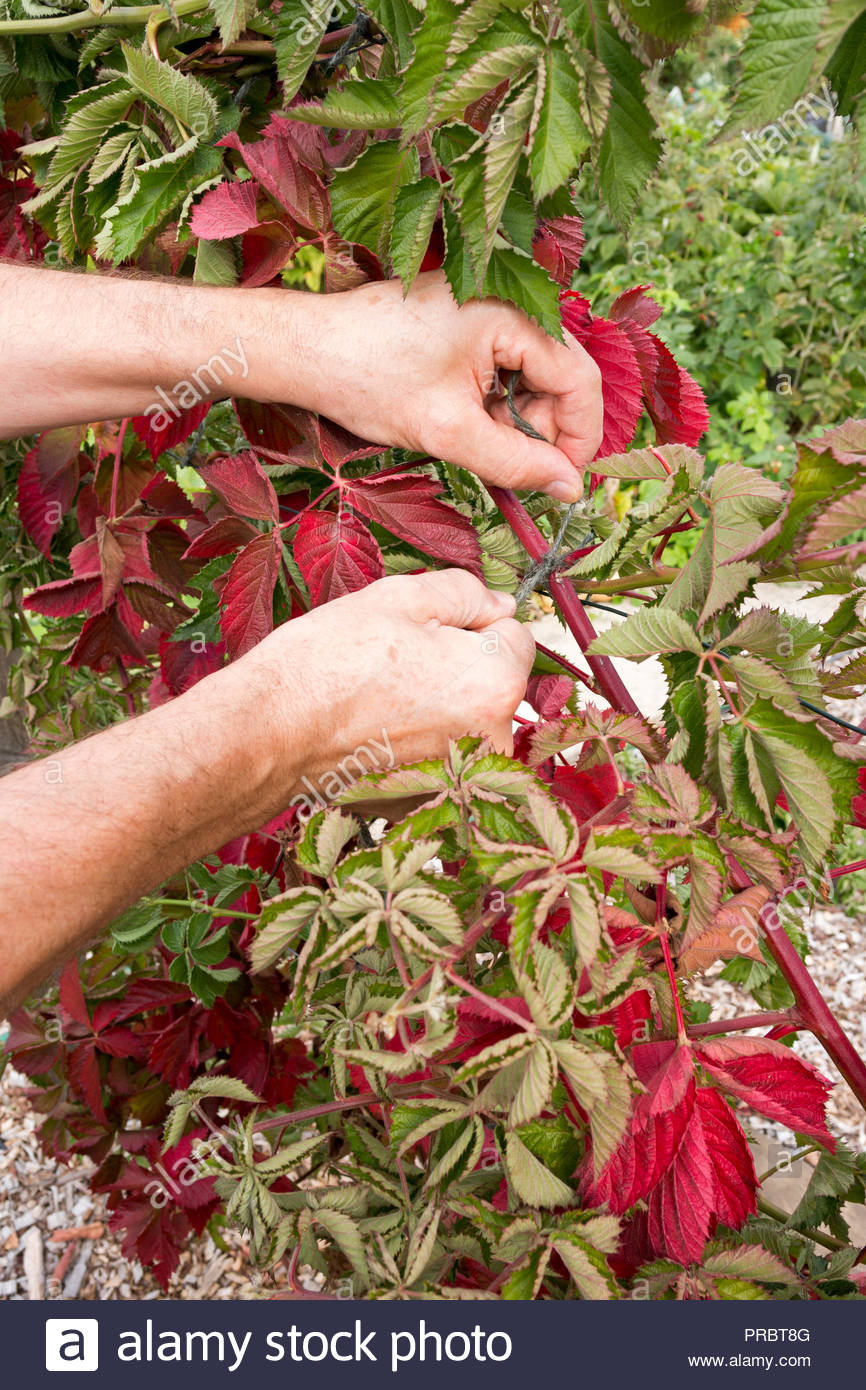 Cane Shoots High Resolution Stock Photography and Images - Alamy