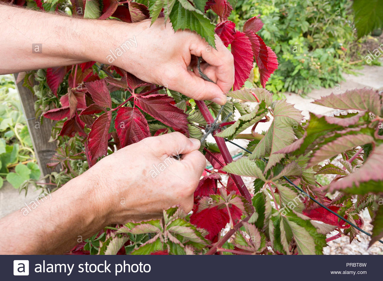 Cane Shoots High Resolution Stock Photography and Images - Alamy