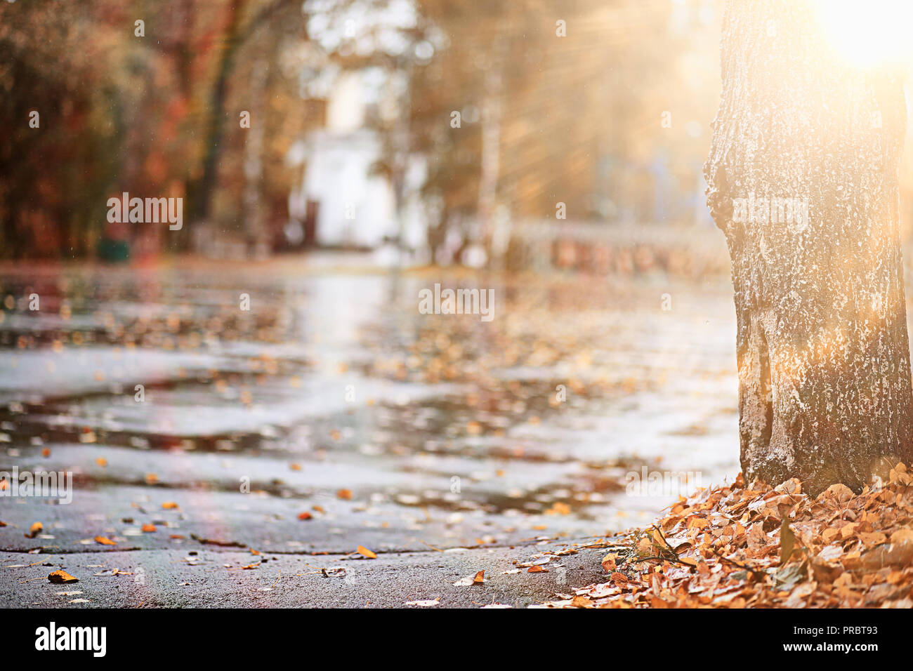 Autumn rain in the park during the day Stock Photo - Alamy