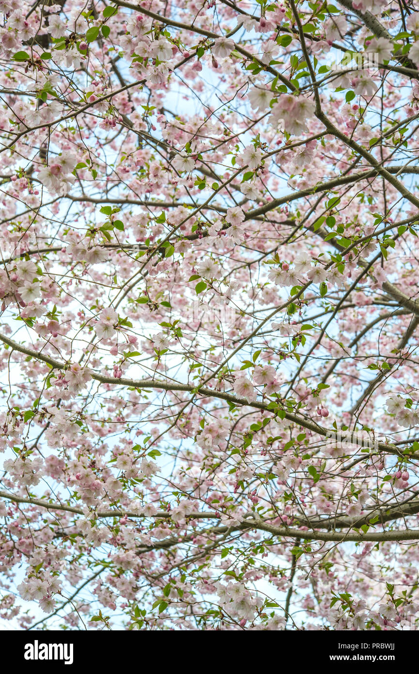 Cherry tree blossom in Ontario Royal Botanical Gardens Stock Photo - Alamy