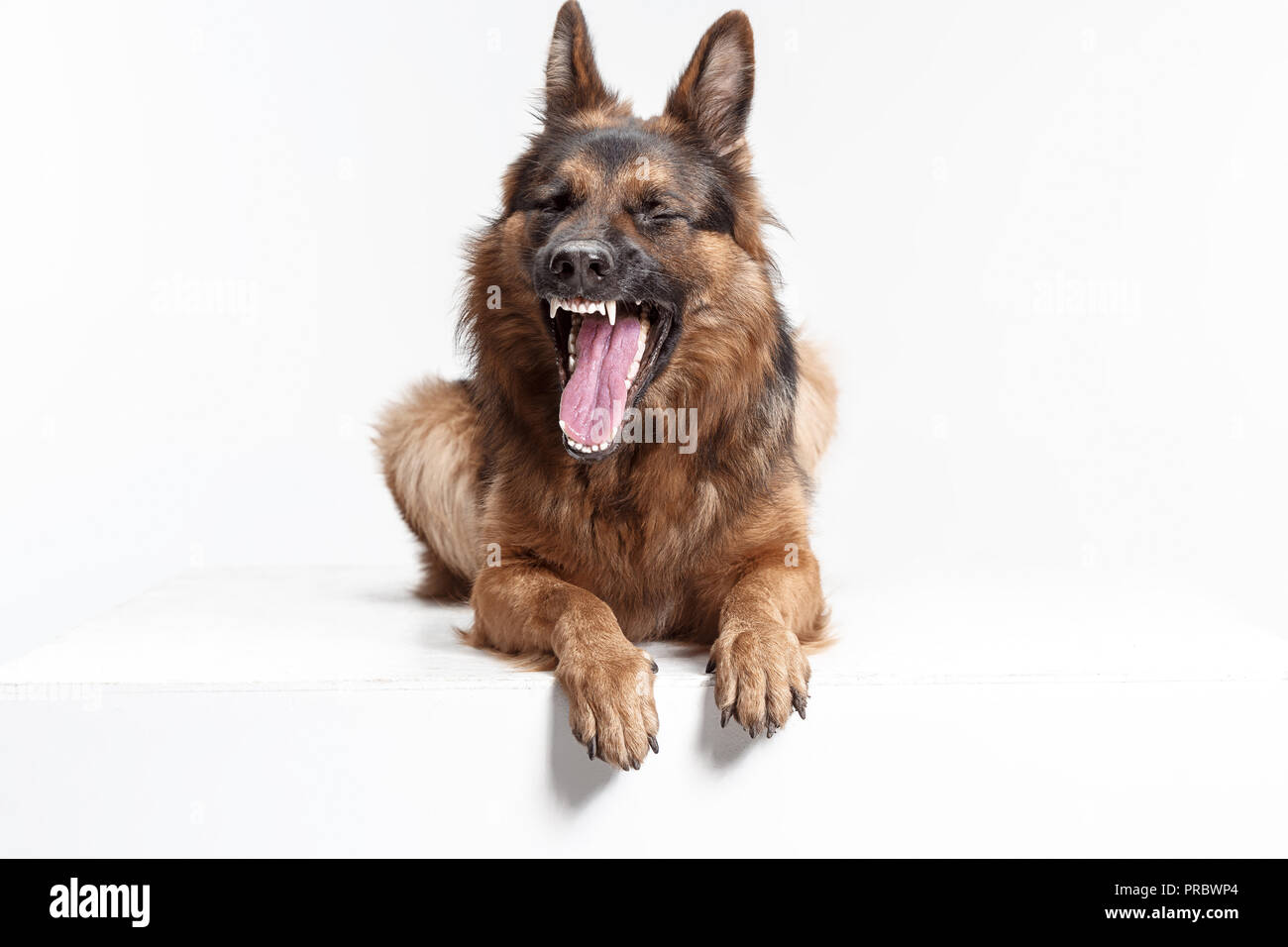Shetland Sheepdog sitting in front of a white studio background Stock ...