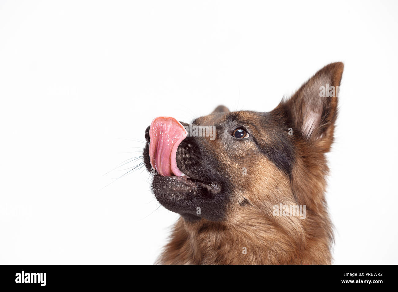Shetland Sheepdog sitting in front of a white studio background Stock ...