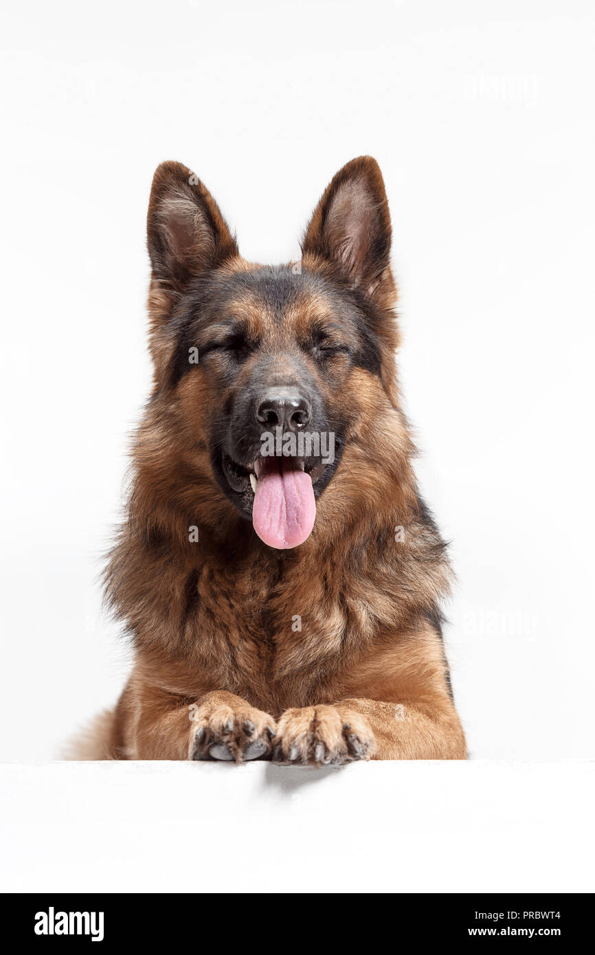Shetland Sheepdog sitting in front of a white studio background Stock ...