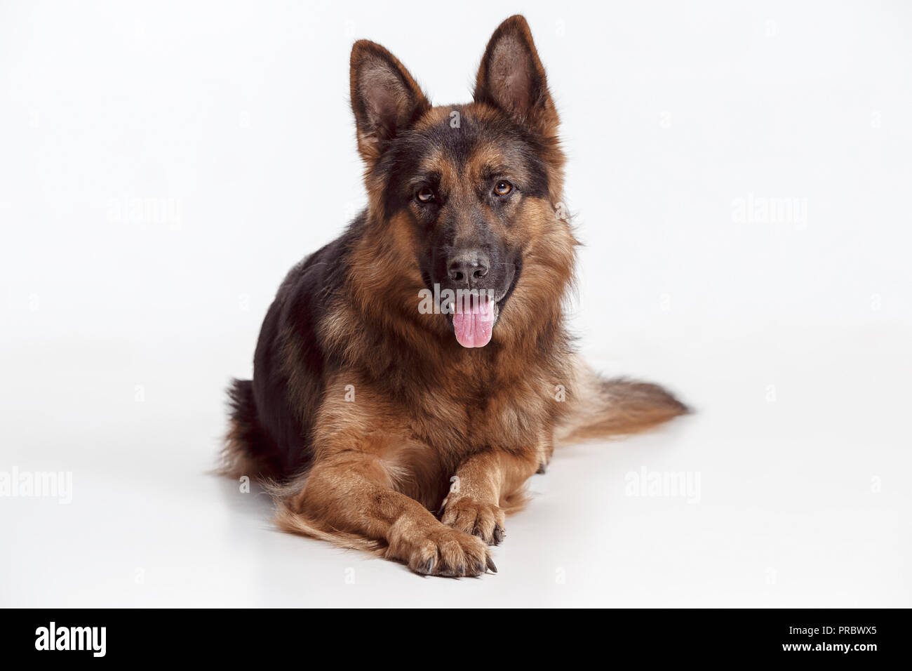Shetland Sheepdog sitting in front of a white studio background Stock ...