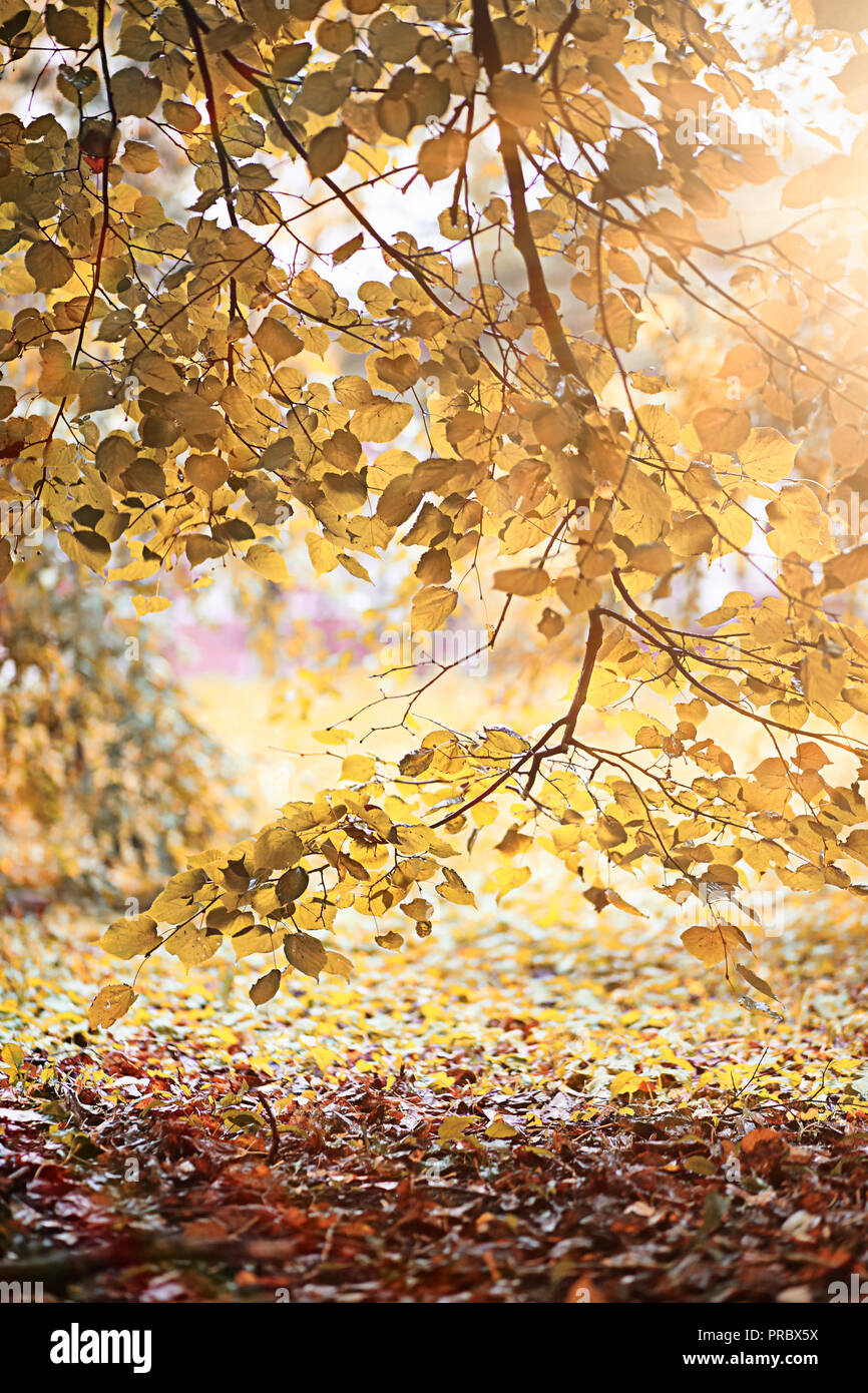 Autumn rain in the park during the day Stock Photo - Alamy