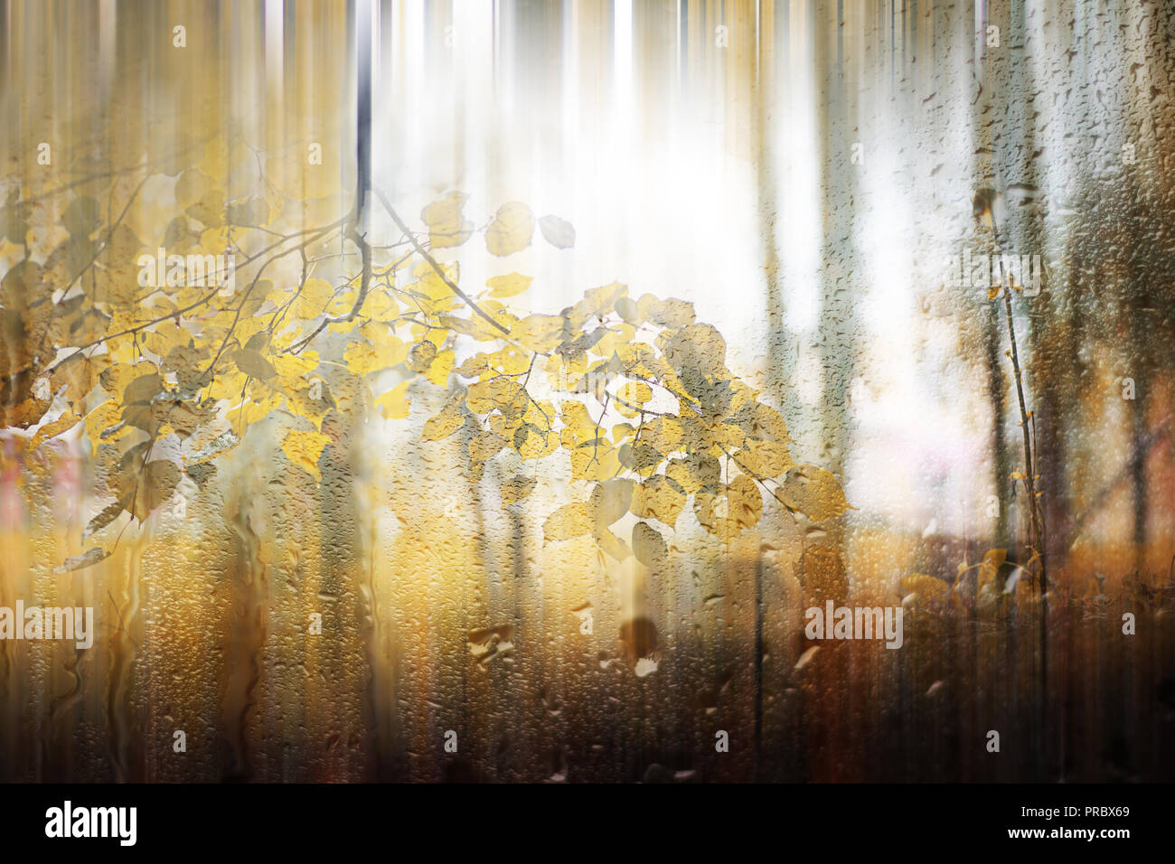 Background autumn rain in the park during the day Stock Photo - Alamy