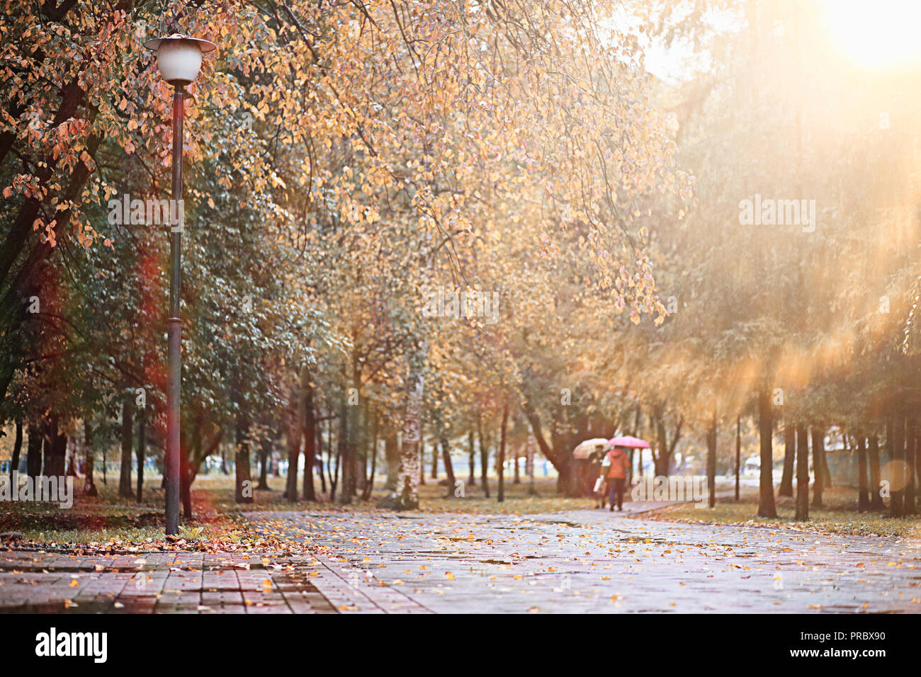 Autumn rain in the park during the day Stock Photo - Alamy