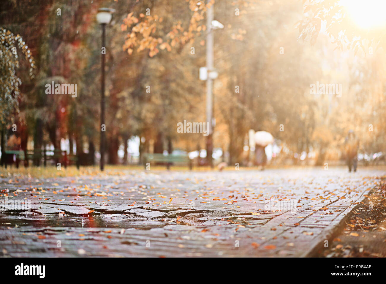 Autumn rain in the park during the day Stock Photo - Alamy