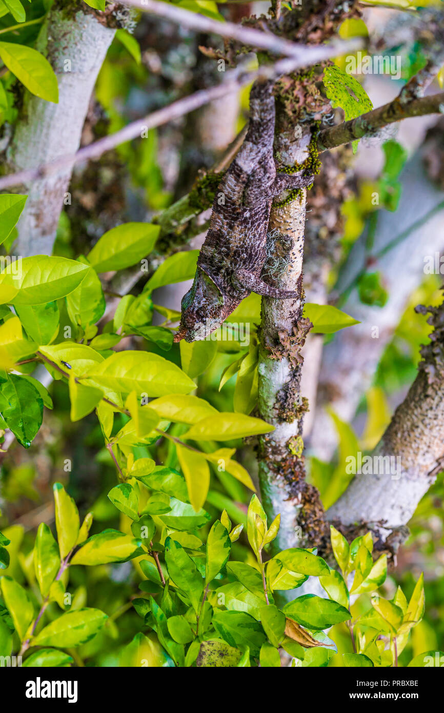 Grey chameleon hi-res stock photography and images - Alamy
