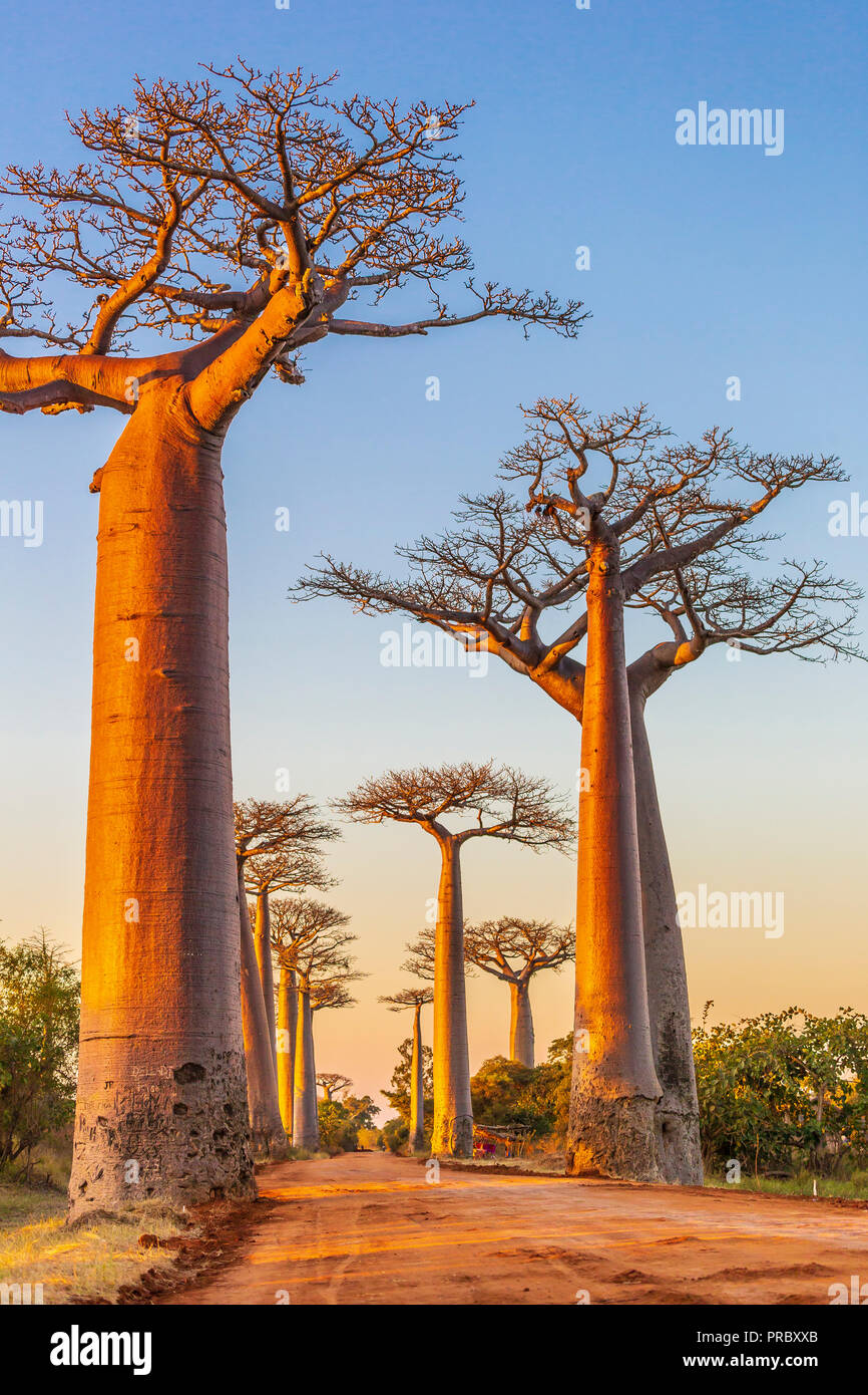 Beautiful Baobab trees at sunset at the avenue of the baobabs in ...