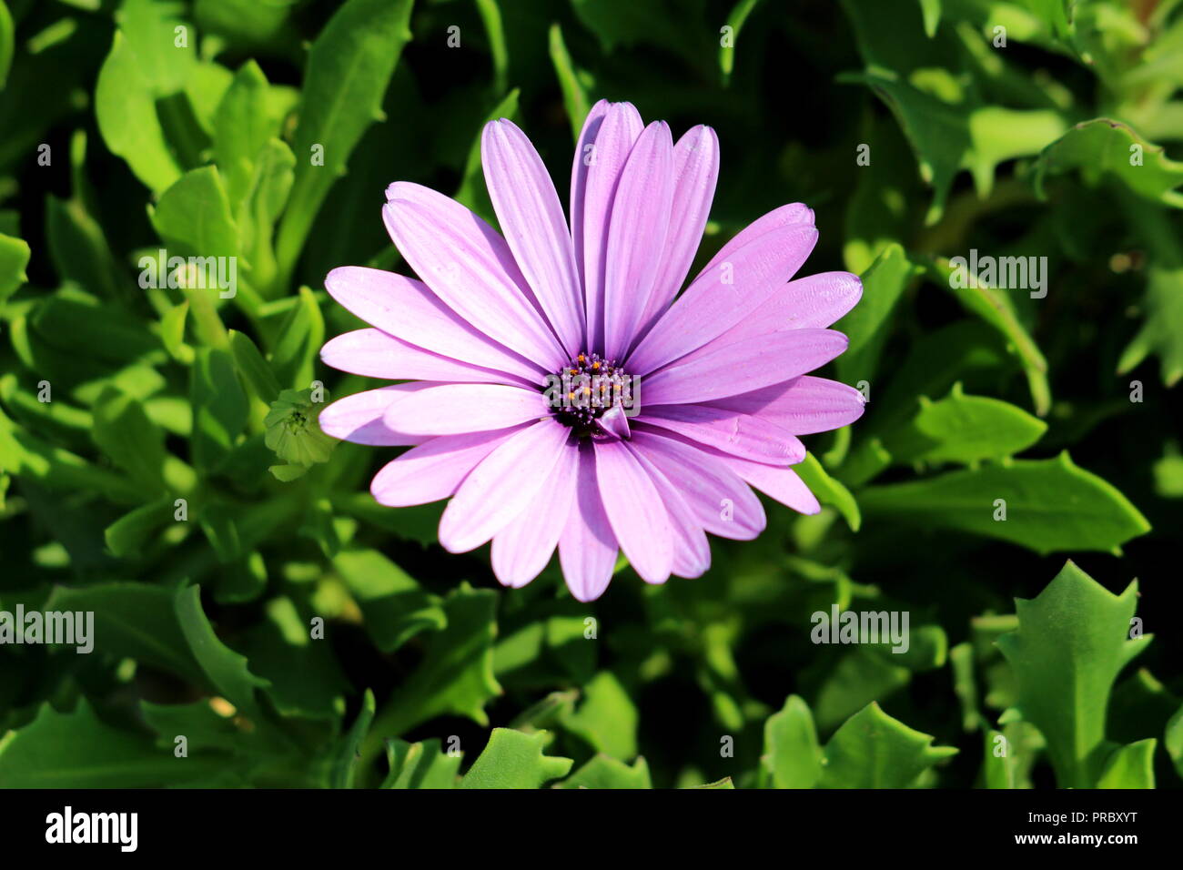 Daisy bushes african daisies hi-res stock photography and images - Alamy