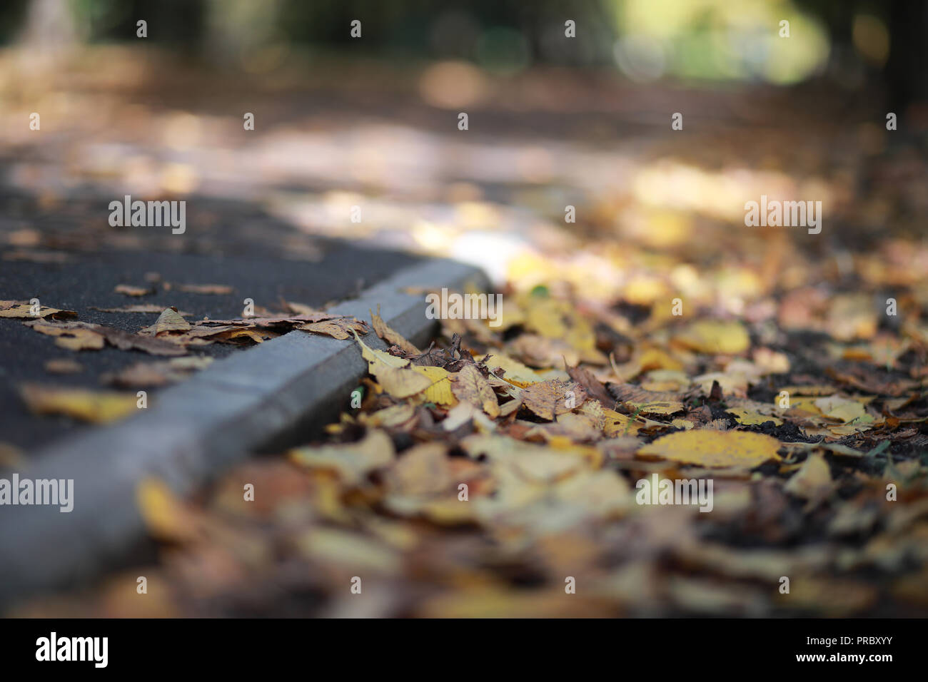 Autumn Park man walking along a path in foliage Stock Photo - Alamy