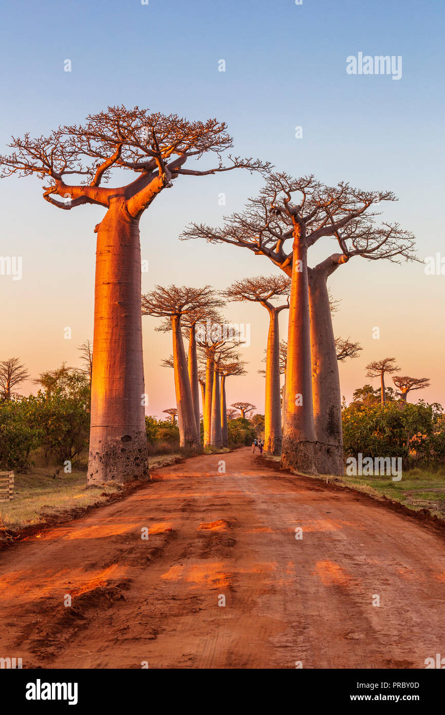 Beautiful Baobab trees at sunset at the avenue of the baobabs in ...