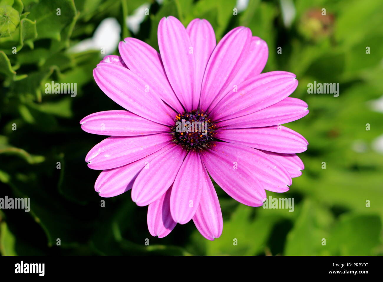 Daisy bushes african daisies hi-res stock photography and images - Alamy