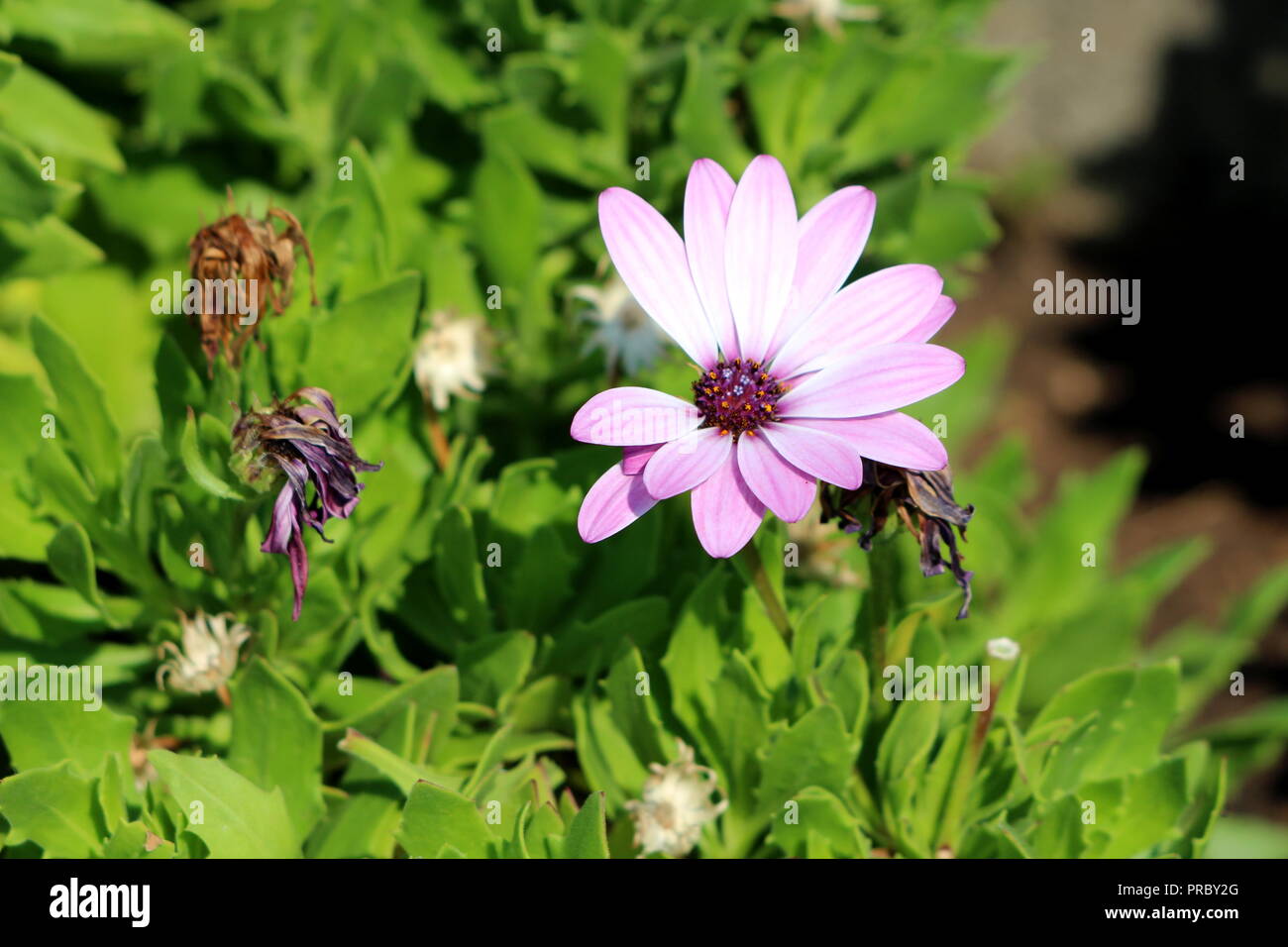 Withered daisy flower hi-res stock photography and images - Alamy
