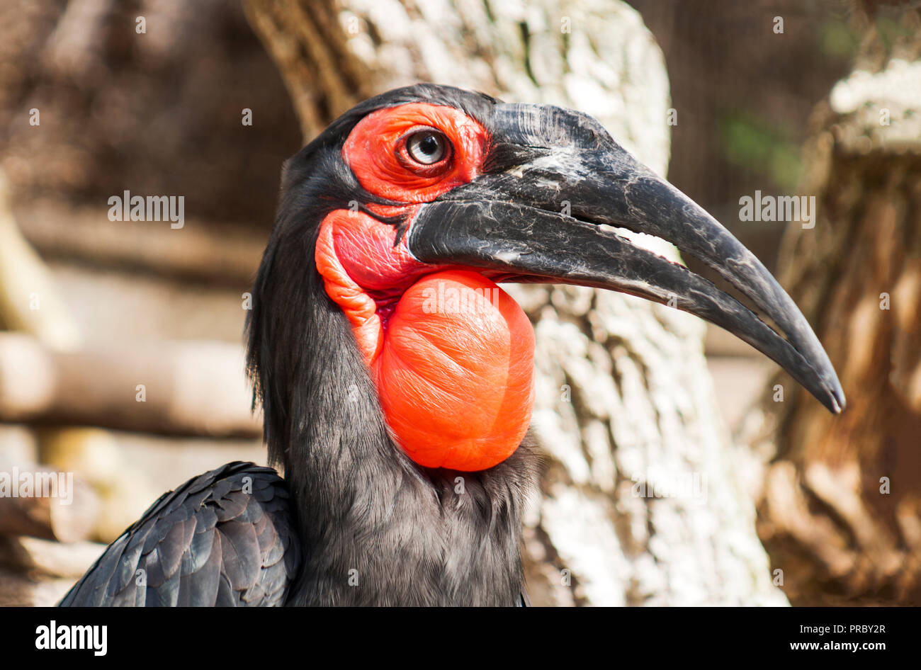 Type of hornbills hi-res stock photography and images - Alamy