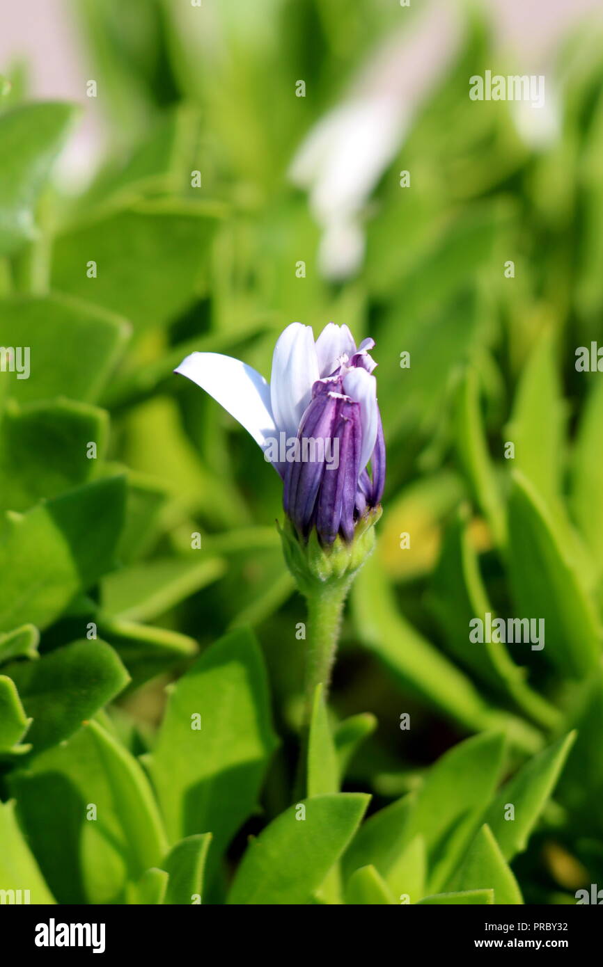 African daisies or Osteospermum or Daisy bushes plant with white and ...