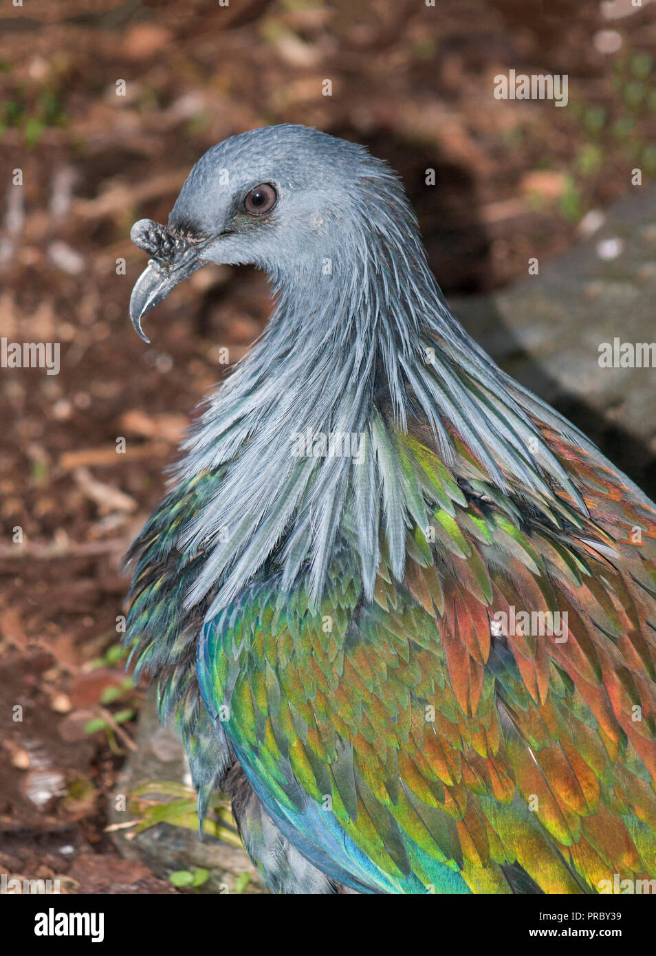 Nicobar Pigeon Flying