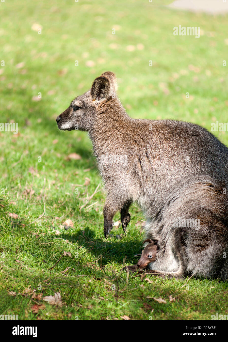 Female Swamp Wallaby (Wallabia Bicolor )with a young 'Joey' in her ...