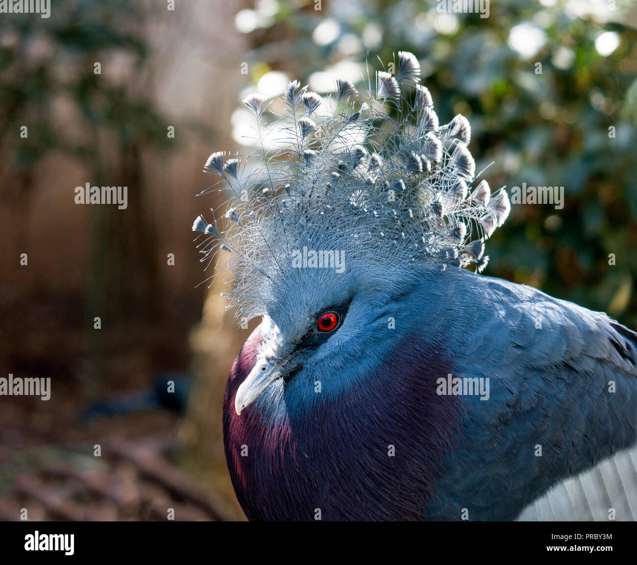 Adult Victoria Crowned Pigeon (Goura victoria).It is largely ...
