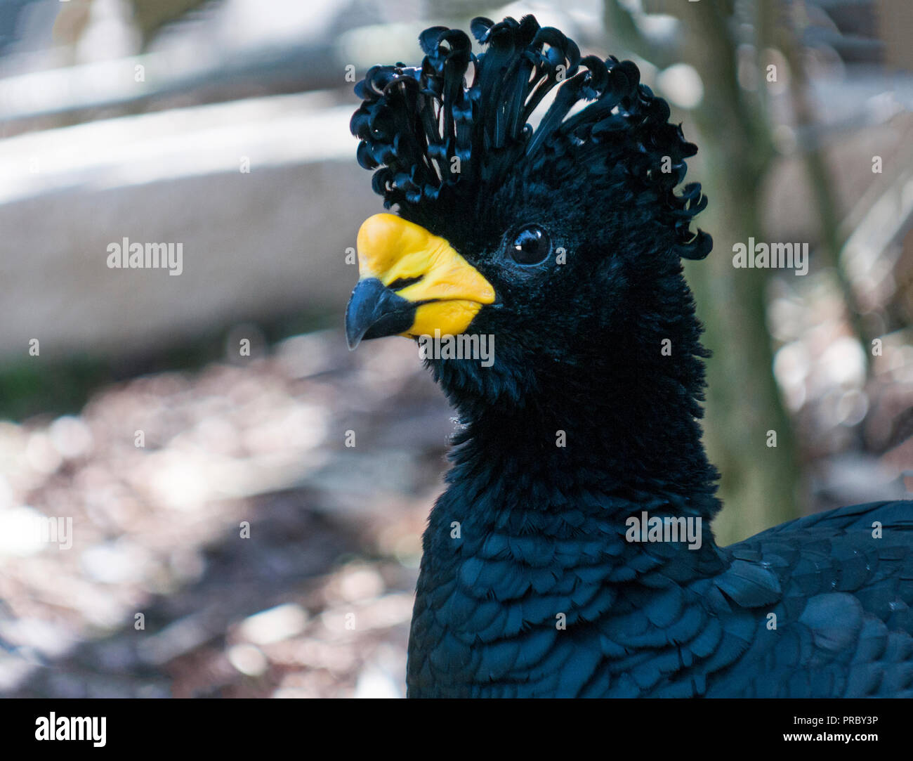 Female Yellow-knobbed Curassow (Crax daubentoni). Photo taken in Asson ...