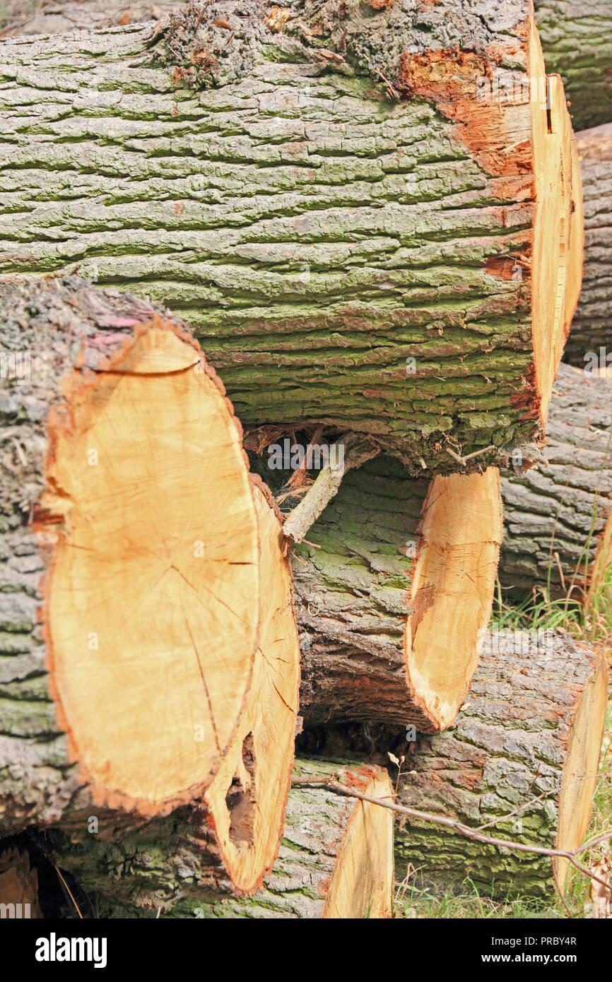 Stack of harvested English Oak tree branches Stock Photo - Alamy