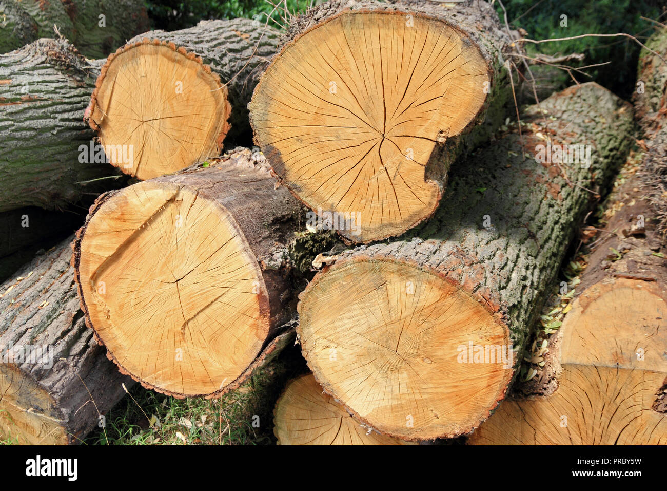Stack of harvested English Oak tree branches Stock Photo - Alamy