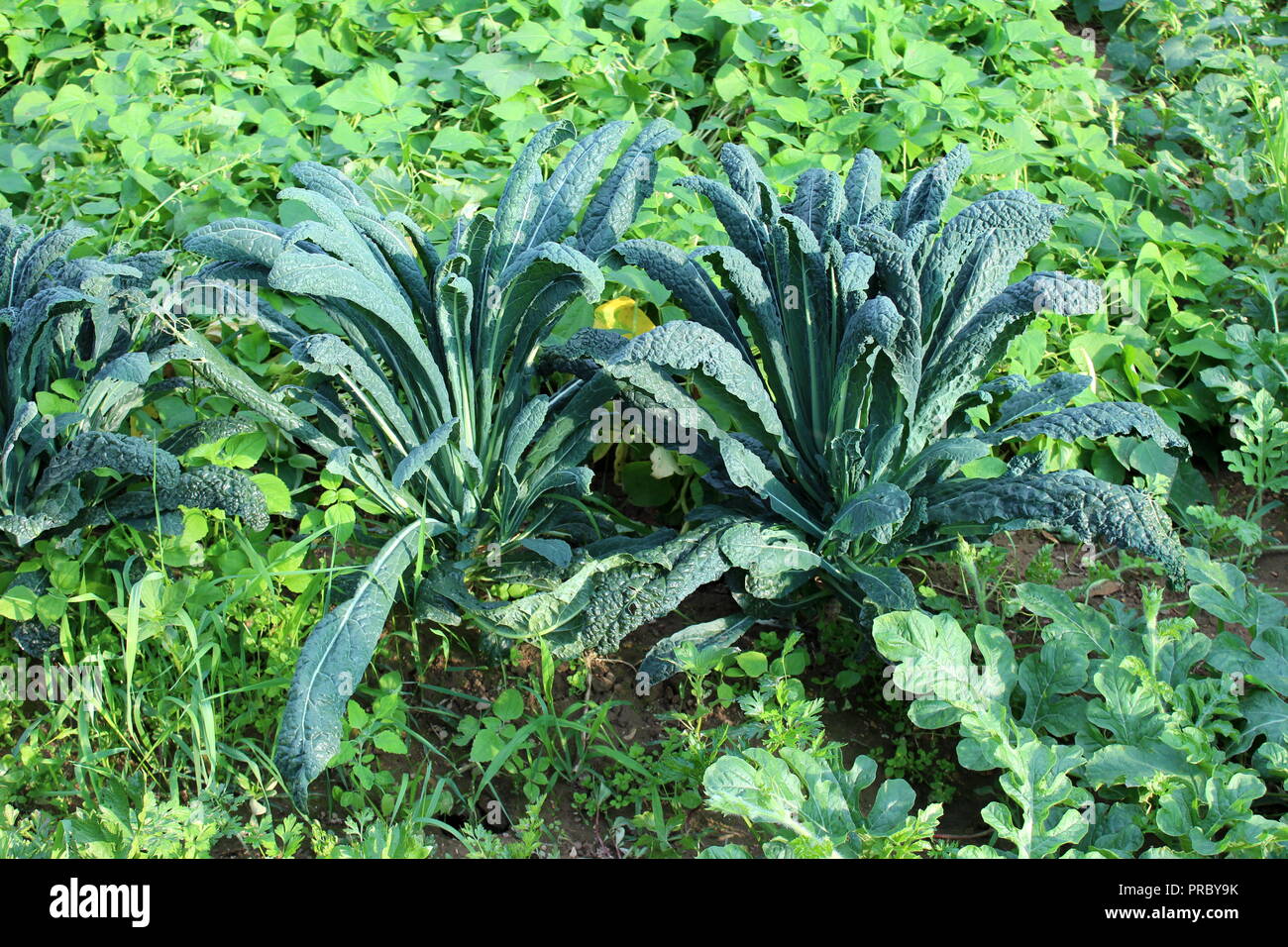 Nondeading cabbage hi-res stock photography and images - Alamy