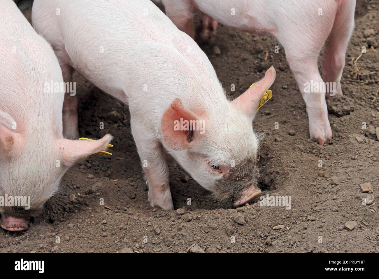 Middle White Pigs High Resolution Stock Photography and Images - Alamy