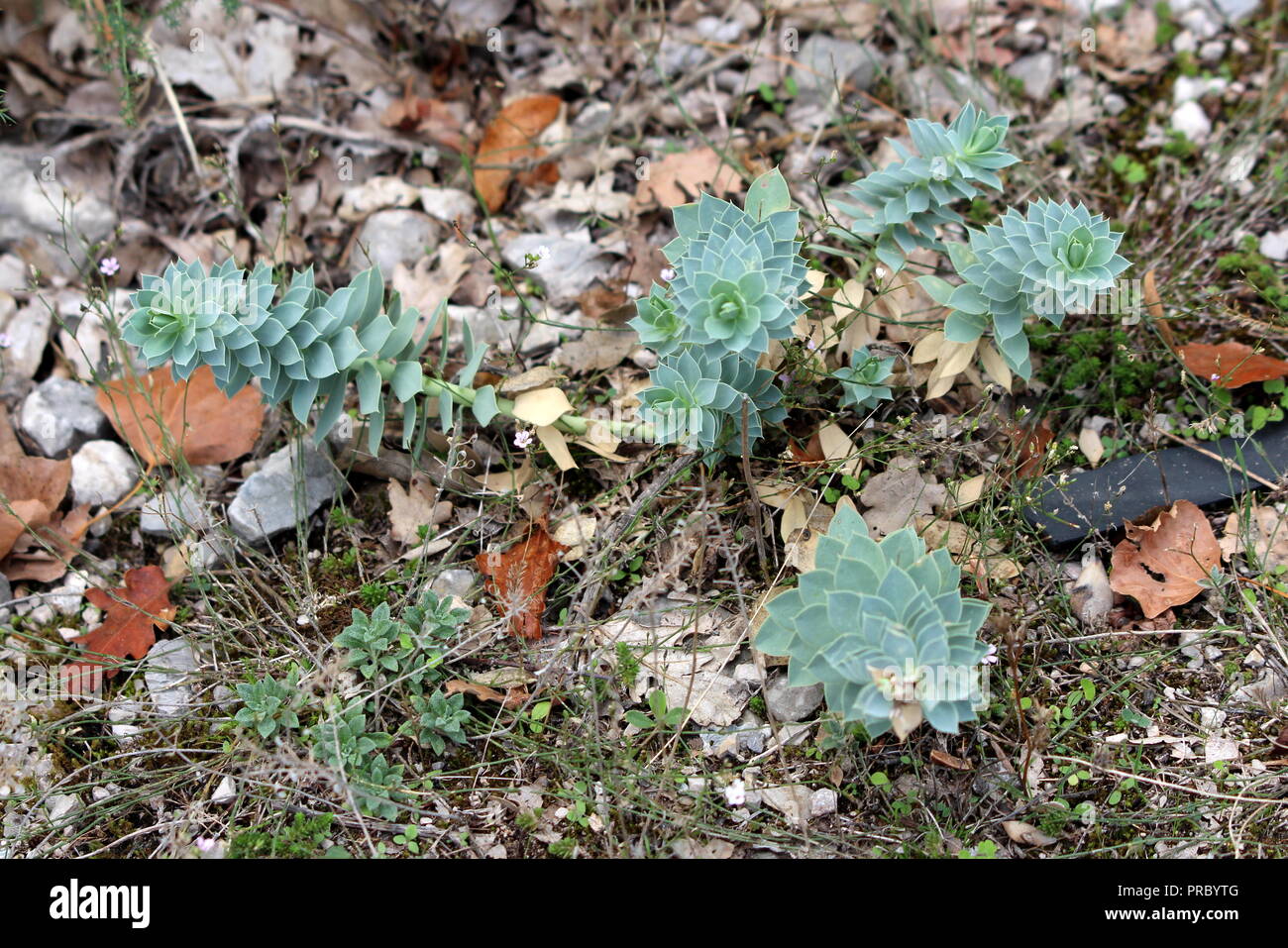 Sedum or Stonecrop perennial leaf succulent with water-storing leaves ...