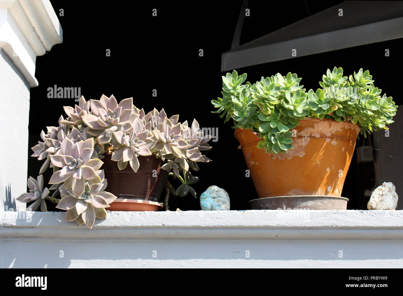 Sedum or Stonecrop perennial leaf succulent with water-storing leaves ...