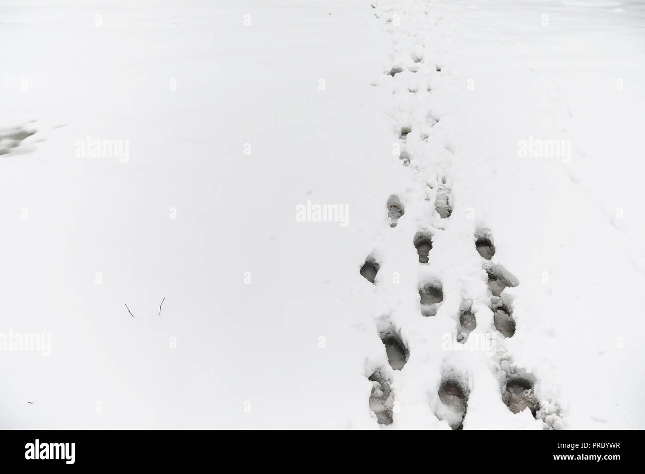 Footprints in the snow. Footprints on the first snow. Imprint of shoes ...