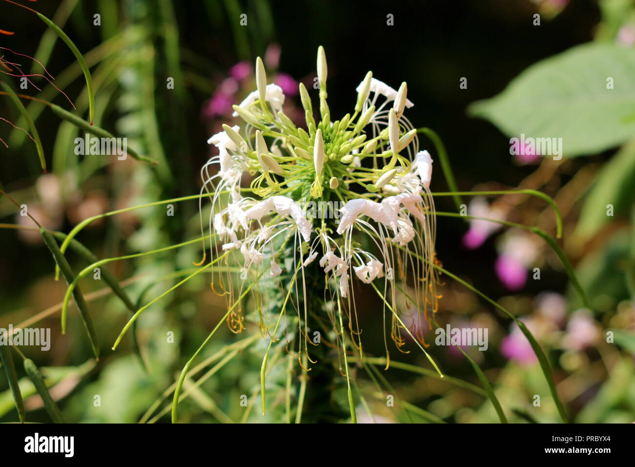 Spider Flower Leaves