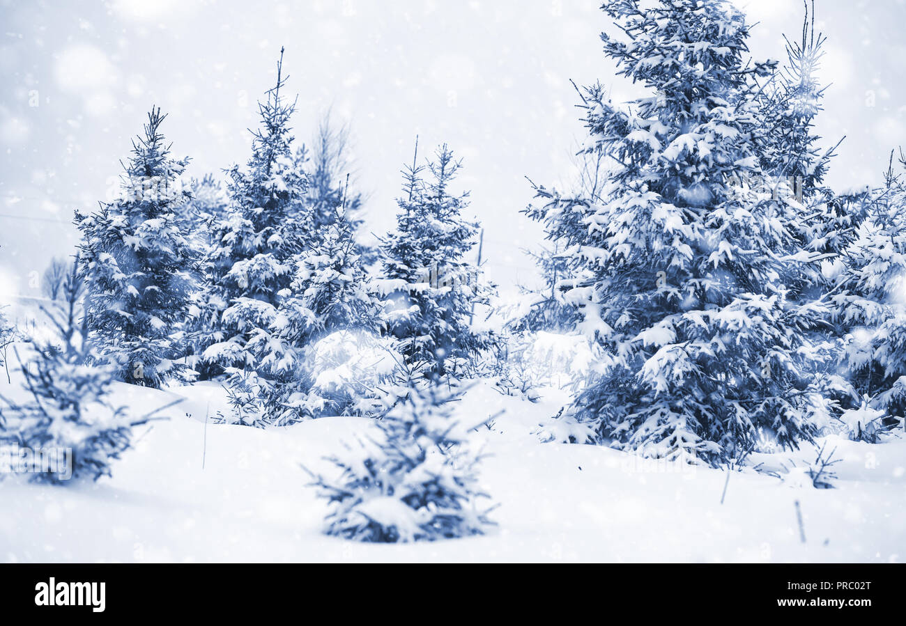 Landscape in the winter cloudy day of snow-covered fields and forests ...