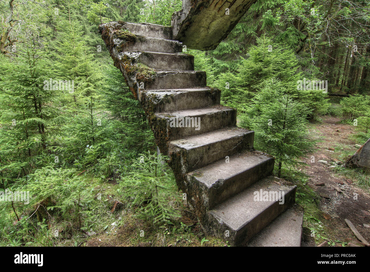 Abandoned ruins of the concrete staircase in the forest Stock Photo - Alamy
